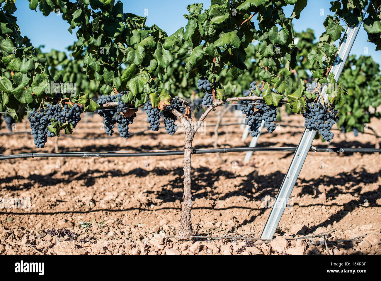 Red wine grapes. Vineyards Stock Photo - Alamy