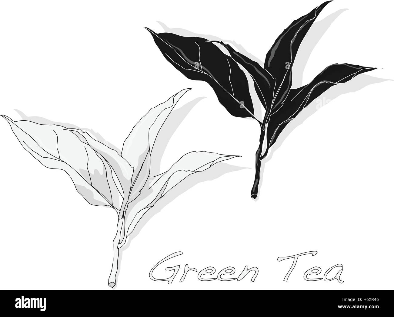 Green tea leaf vector artwork isolated Stock Vector Image & Art - Alamy