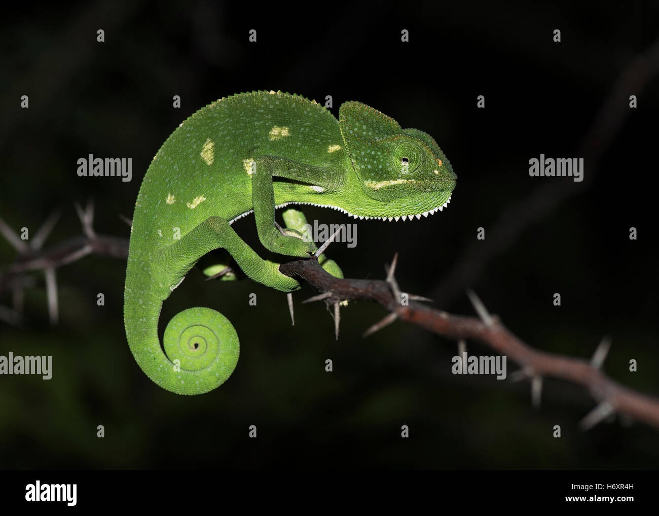 Asian chameleon hi-res stock photography and images - Alamy
