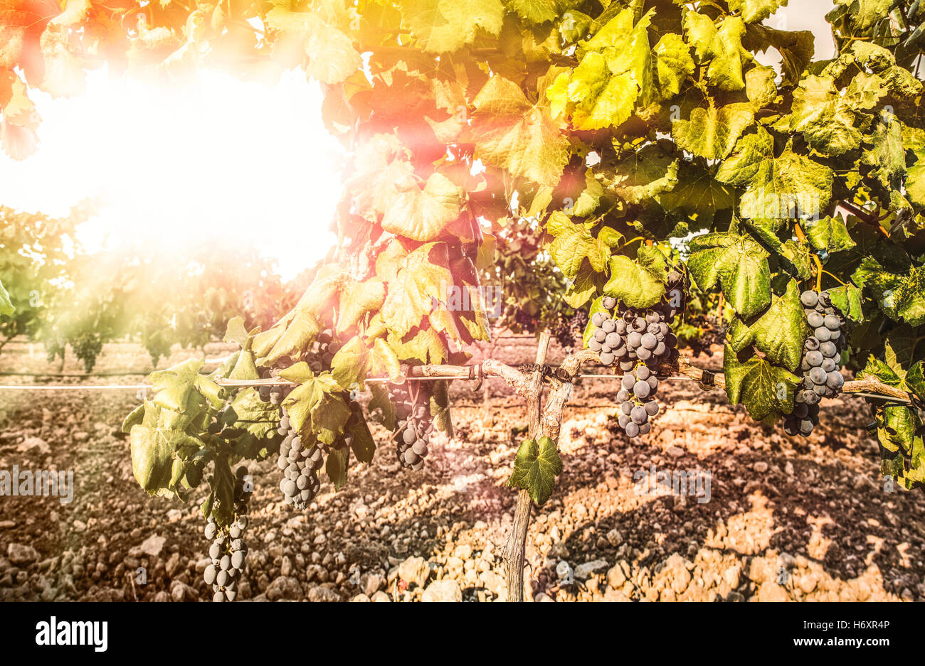 Grapes on sunset. Yellow red sun rays. Backlight sun Stock Photo - Alamy