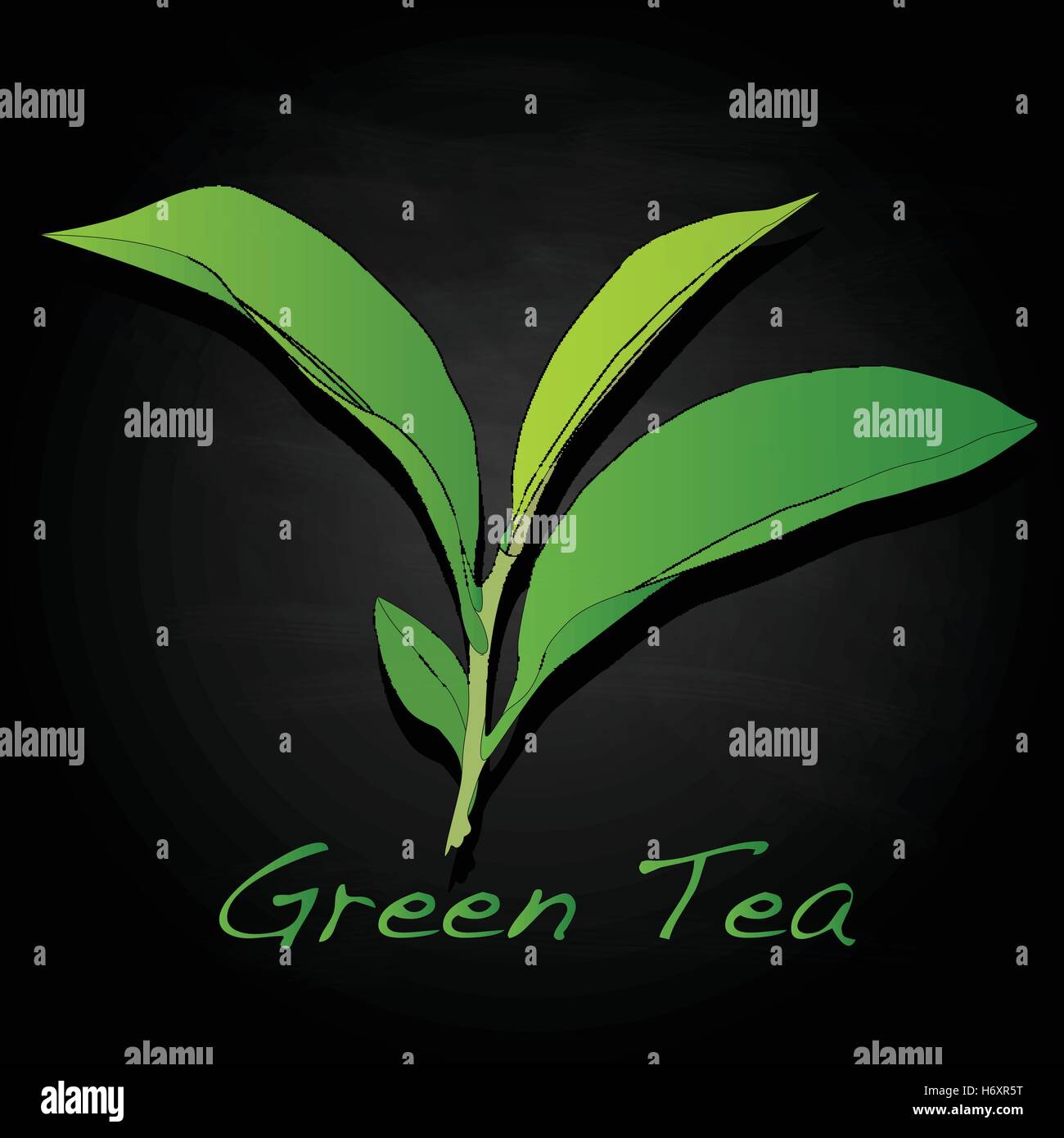 Green tea leaf vector artwork isolated Stock Vector Image & Art - Alamy