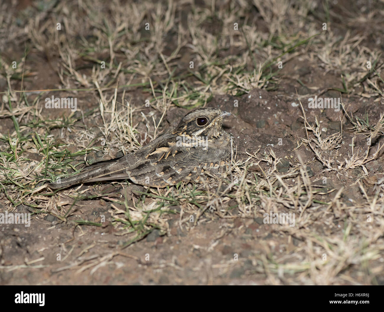 The image of Indian nightjar (Caprimulgus asiaticus) was taken near ...