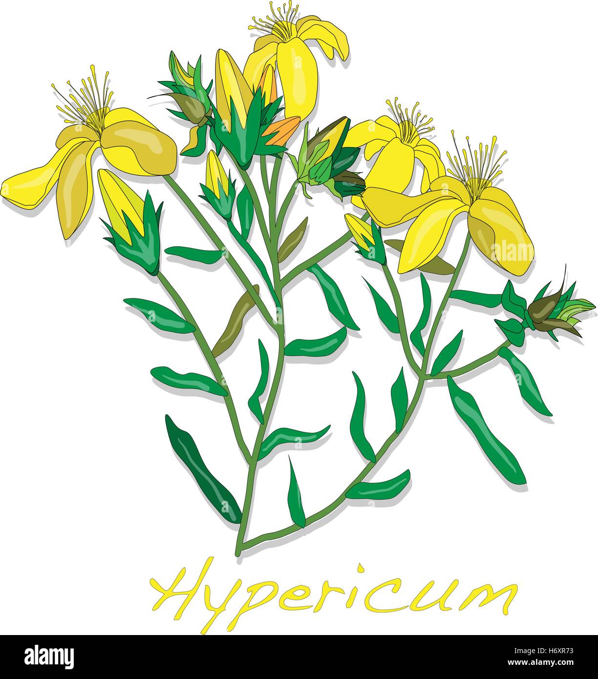 Hypericum perforatum illustration hi-res stock photography and images ...