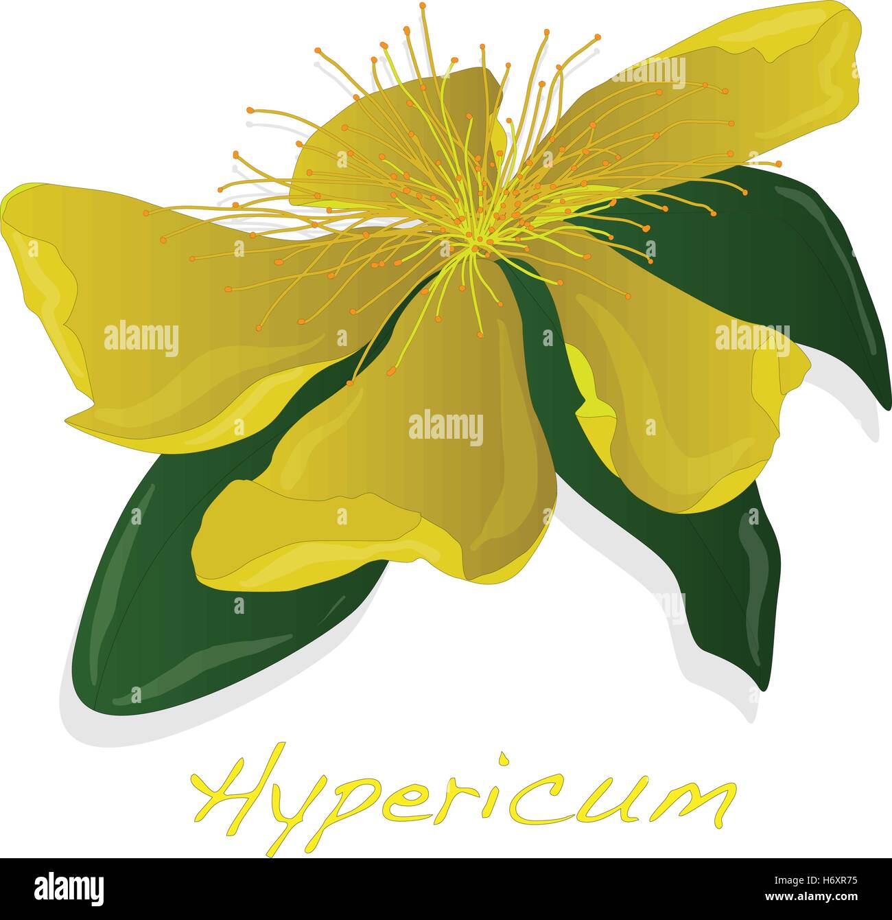 Hypericum Perforatum Illustration High Resolution Stock Photography and ...