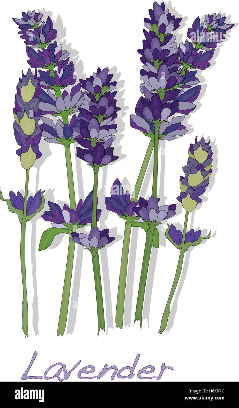 Lavender flower vector isolated Stock Vector Image & Art - Alamy