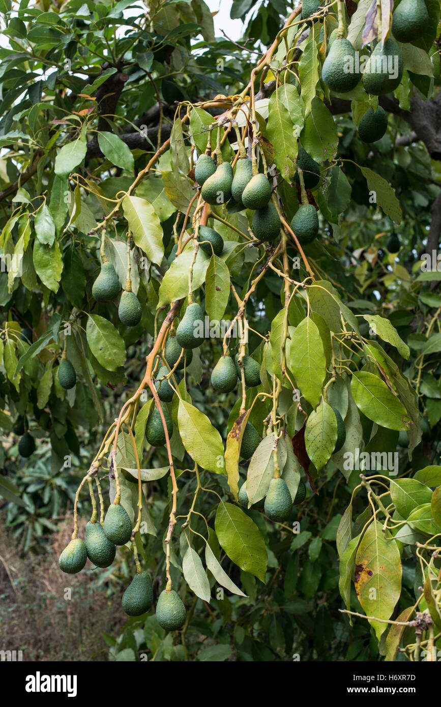 Avocado on a branch. Laden with fruit Stock Photo - Alamy
