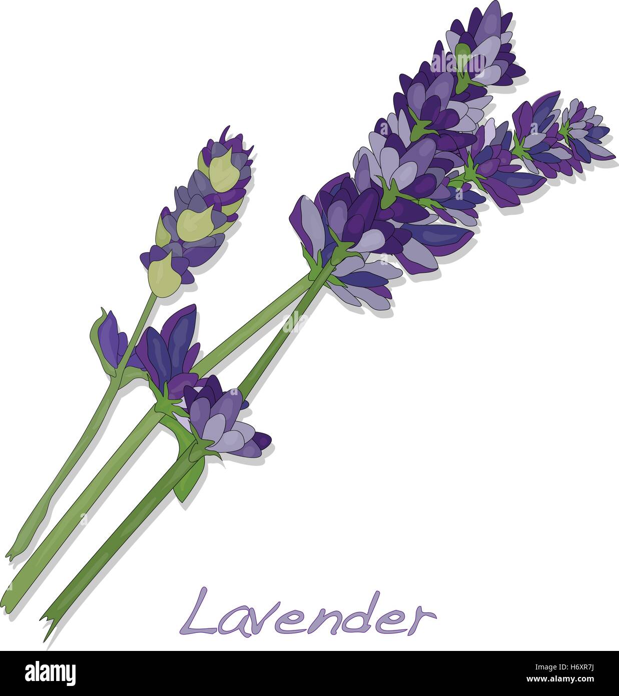 Lavender flower vector isolated Stock Vector Image & Art - Alamy