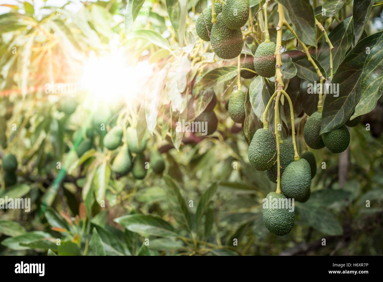 Avocado on a branch. Laden with fruit Stock Photo - Alamy