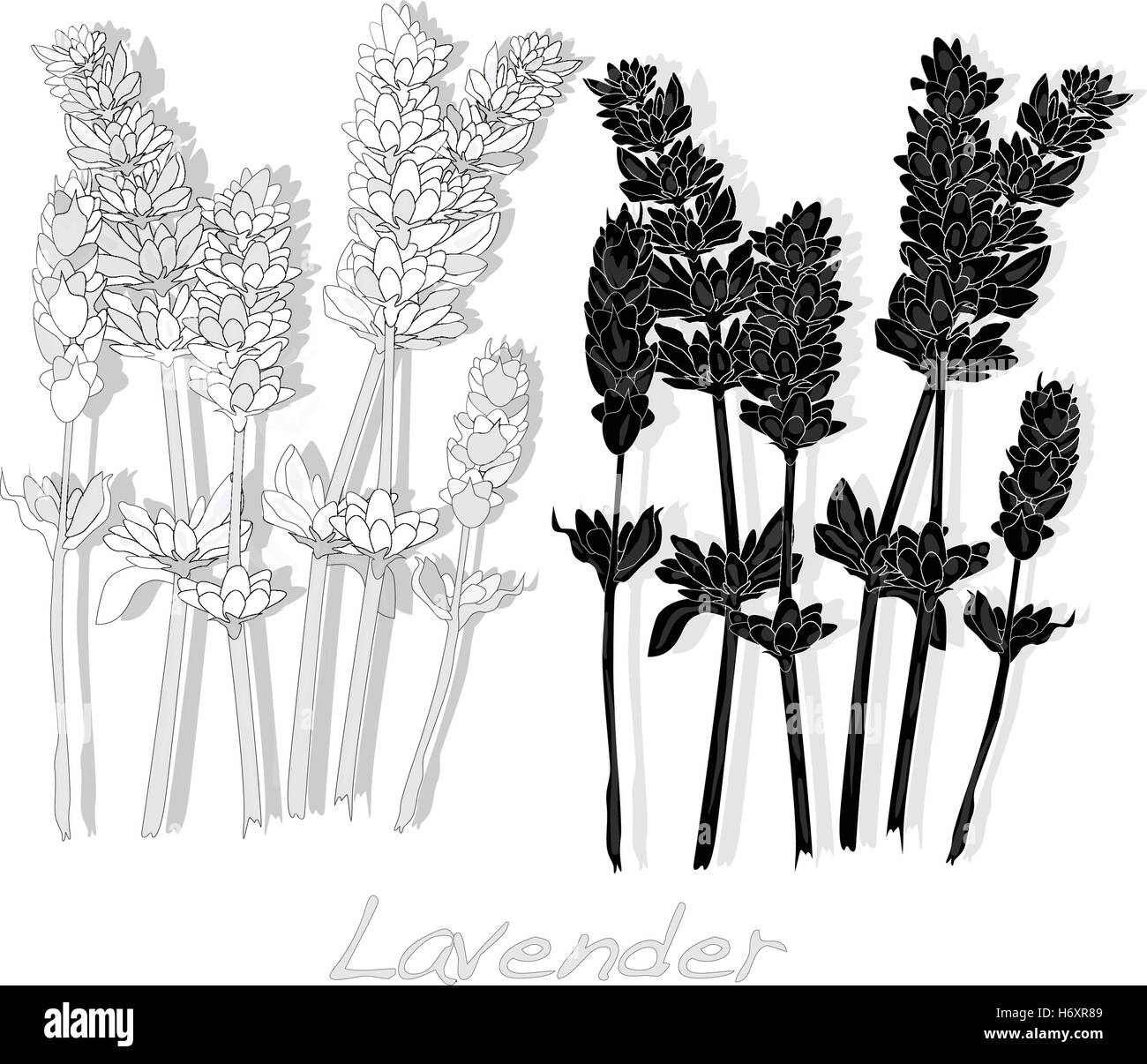 Lavender flower vector isolated Stock Vector Image & Art - Alamy