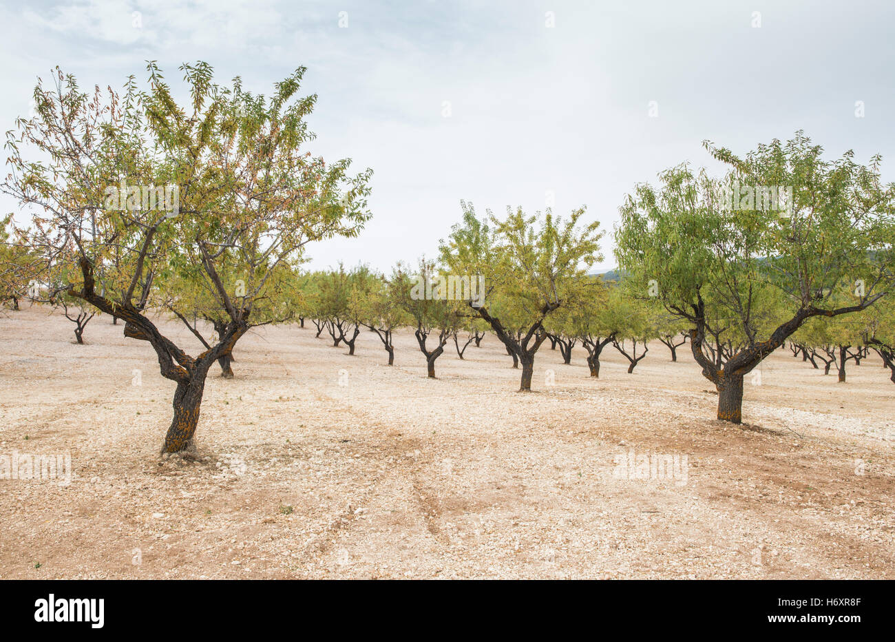 Almond plantation trees in a row Stock Photo - Alamy