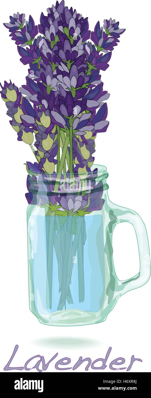 Lavender herbal flowers Stock Vector Images - Alamy