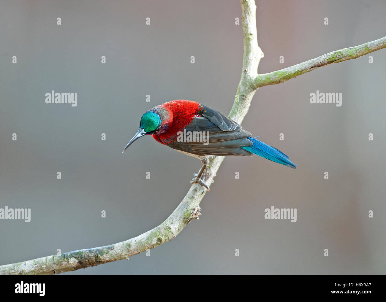 The image of Vigors's sunbird or western crimson sunbird (Aethopyga ...