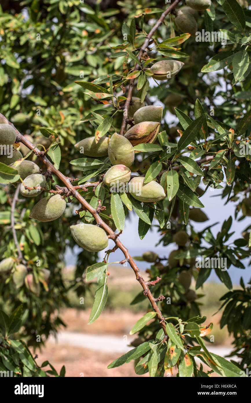 Almond tree branch hi-res stock photography and images - Alamy