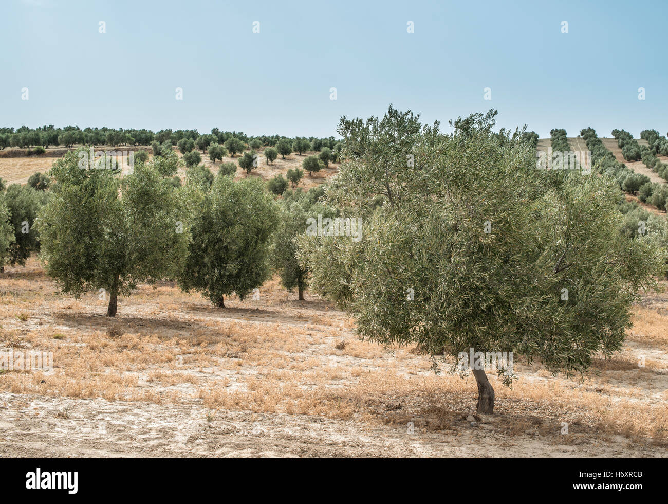 Olive trees in a row. Olive plantation Stock Photo - Alamy