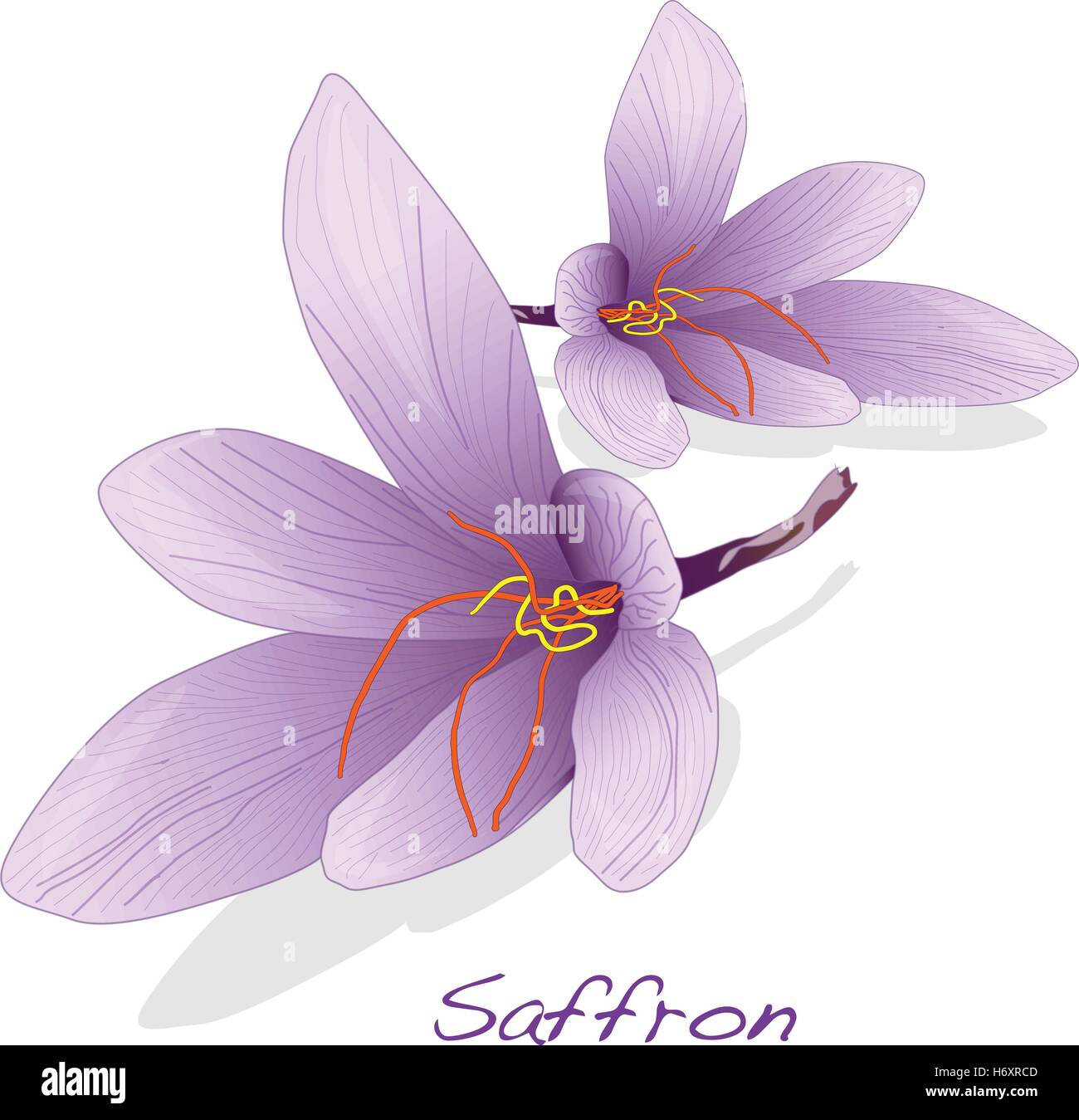 Saffron flower set. Vector isolated Stock Vector Image & Art - Alamy