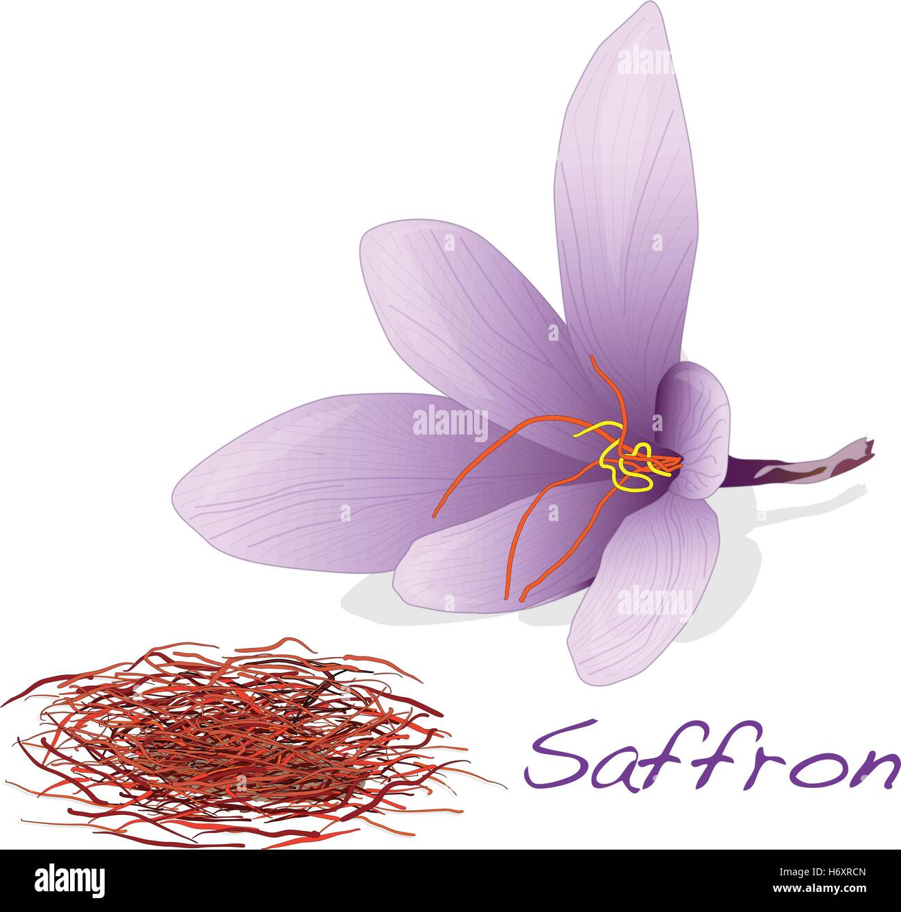 Saffron flower set. Vector isolated Stock Vector Image & Art - Alamy