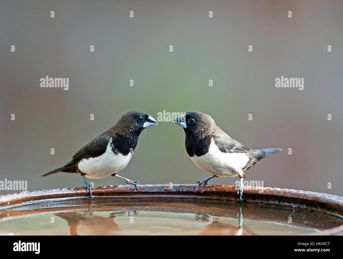 The image of White-rumped munia (Lonchura striata) in Goa, India Stock ...