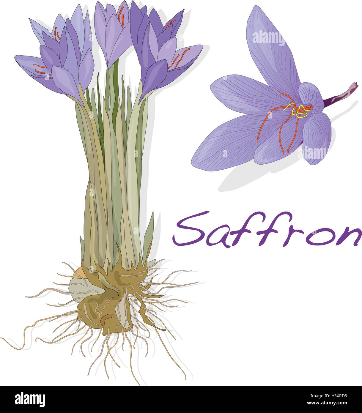 With saffron Stock Vector Images - Alamy