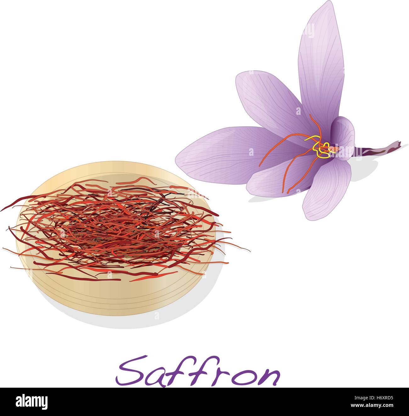 Saffron Flower Stock Vector Images - Alamy