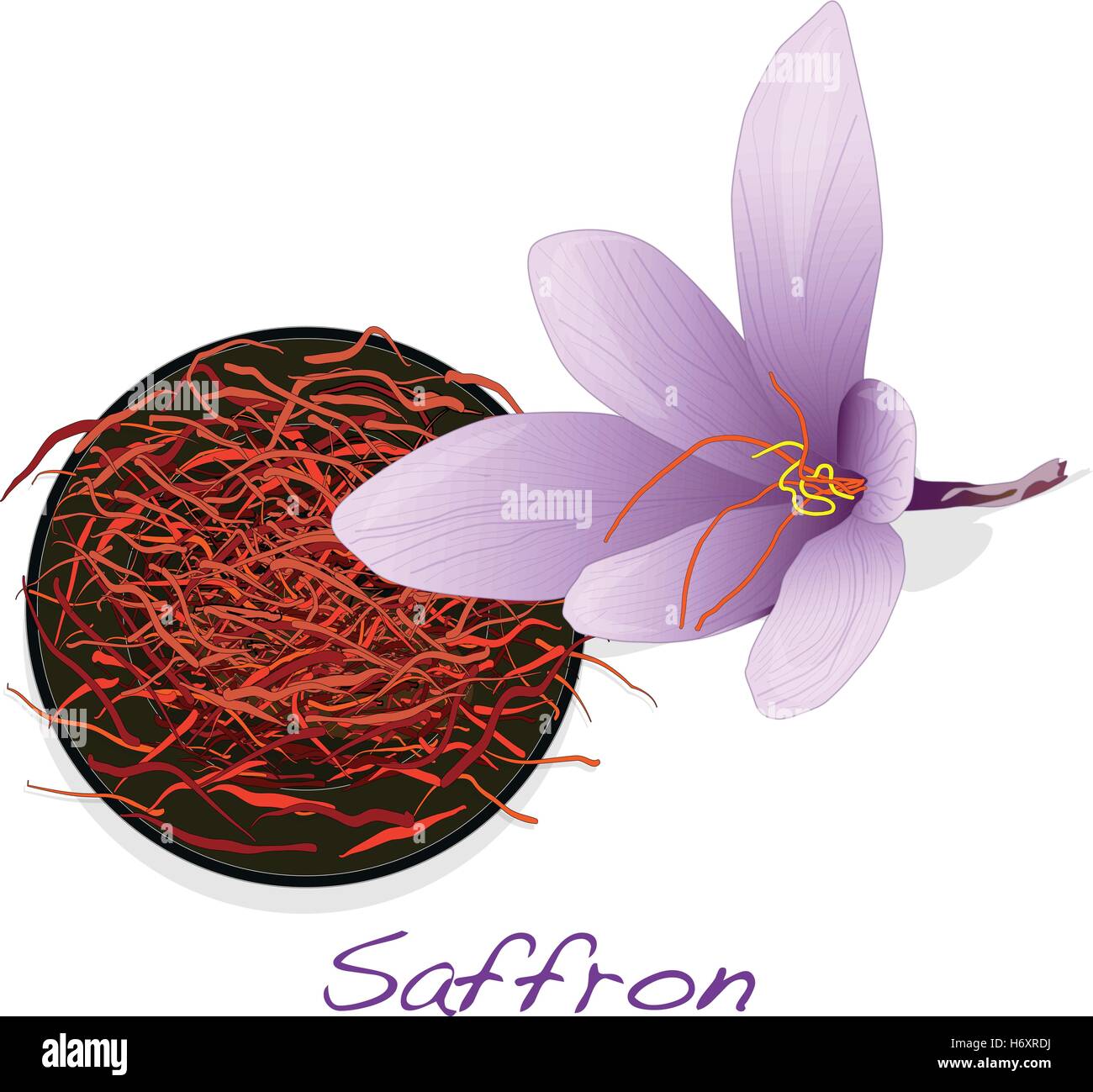 Saffron flower Stock Vector Images - Alamy