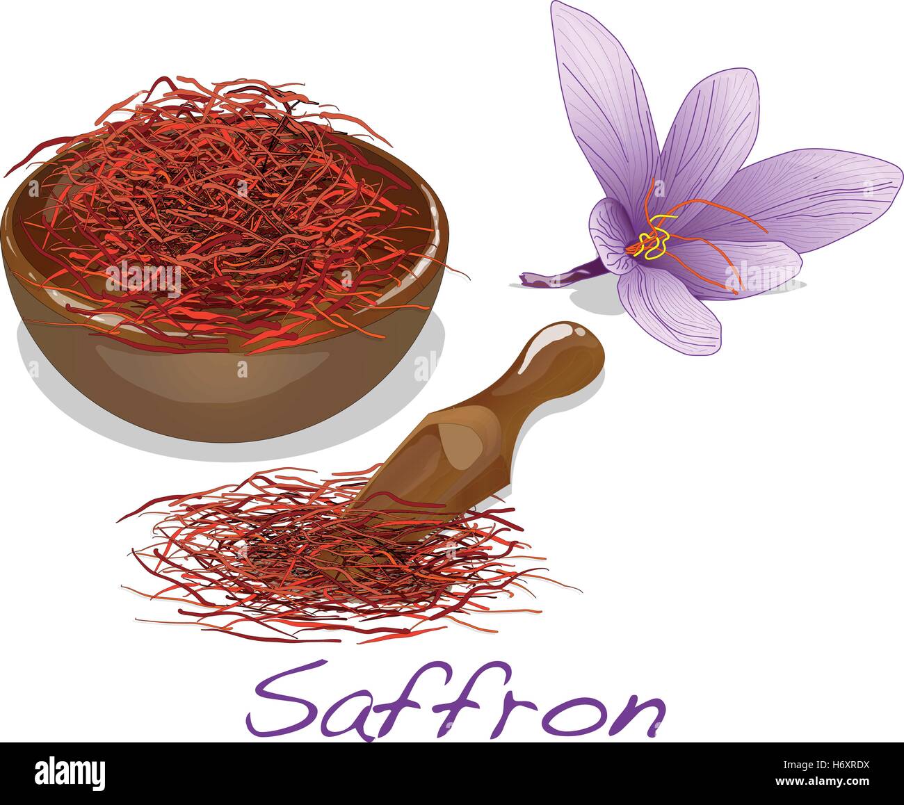 Saffron flower Stock Vector Images - Alamy