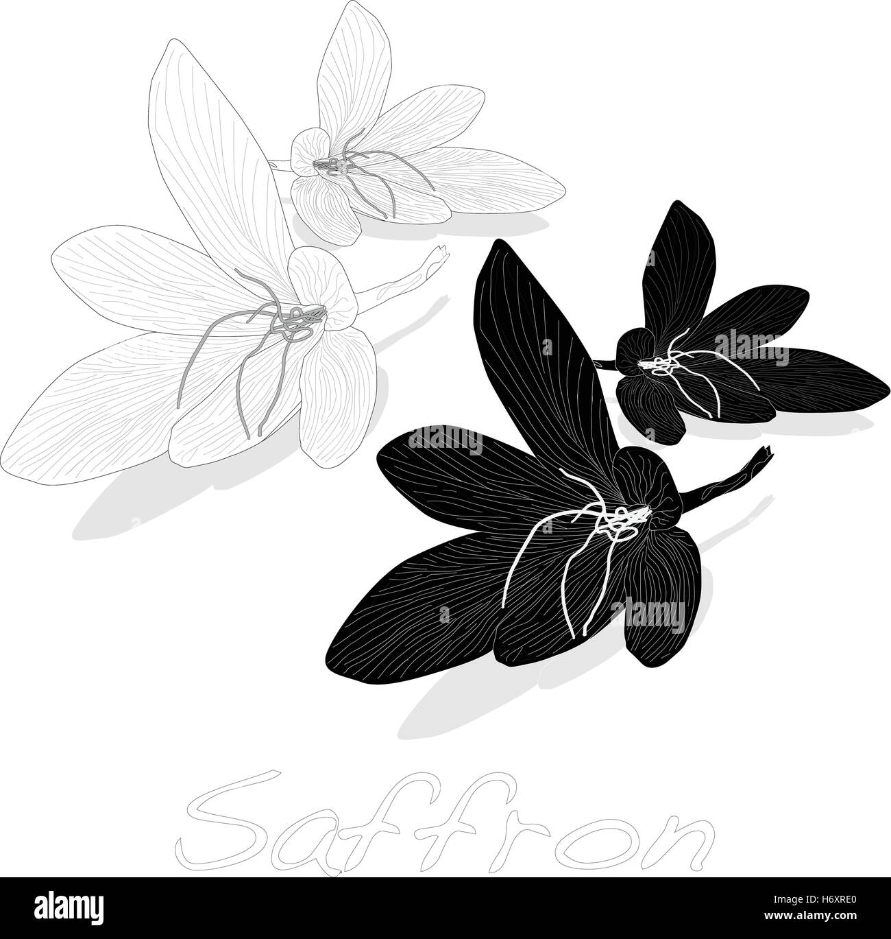 Saffron flower set. Vector isolated Stock Vector Image & Art - Alamy