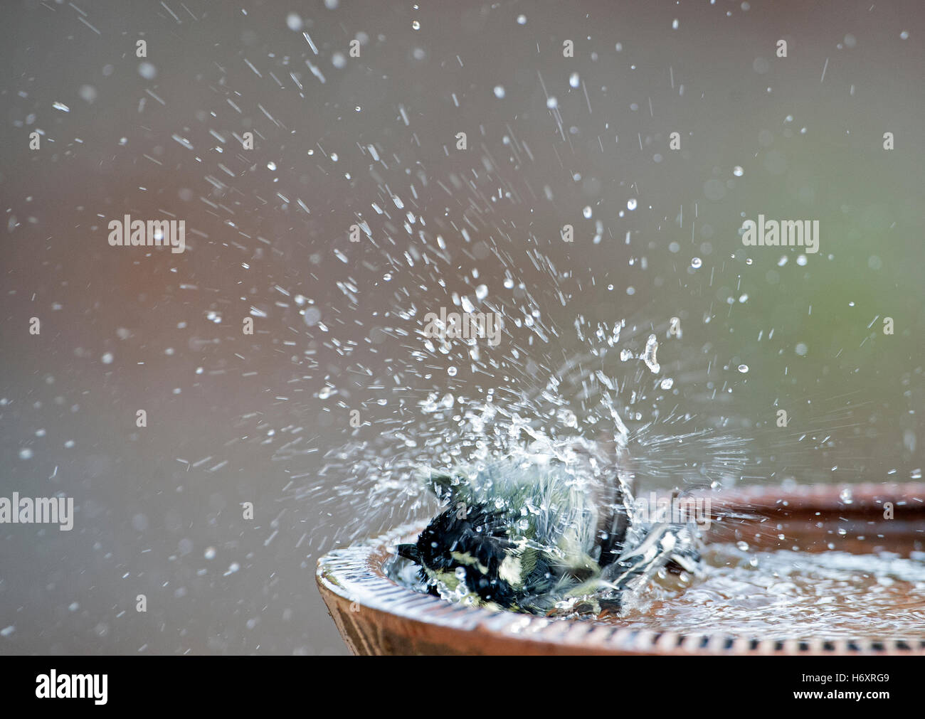 The image of Indian Black lored tit ( Parus xanthogenys) in Goa, India ...