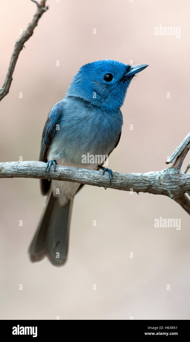 The image of black-naped monarch flycatcher (Hypothymis azurea) in Goa ...