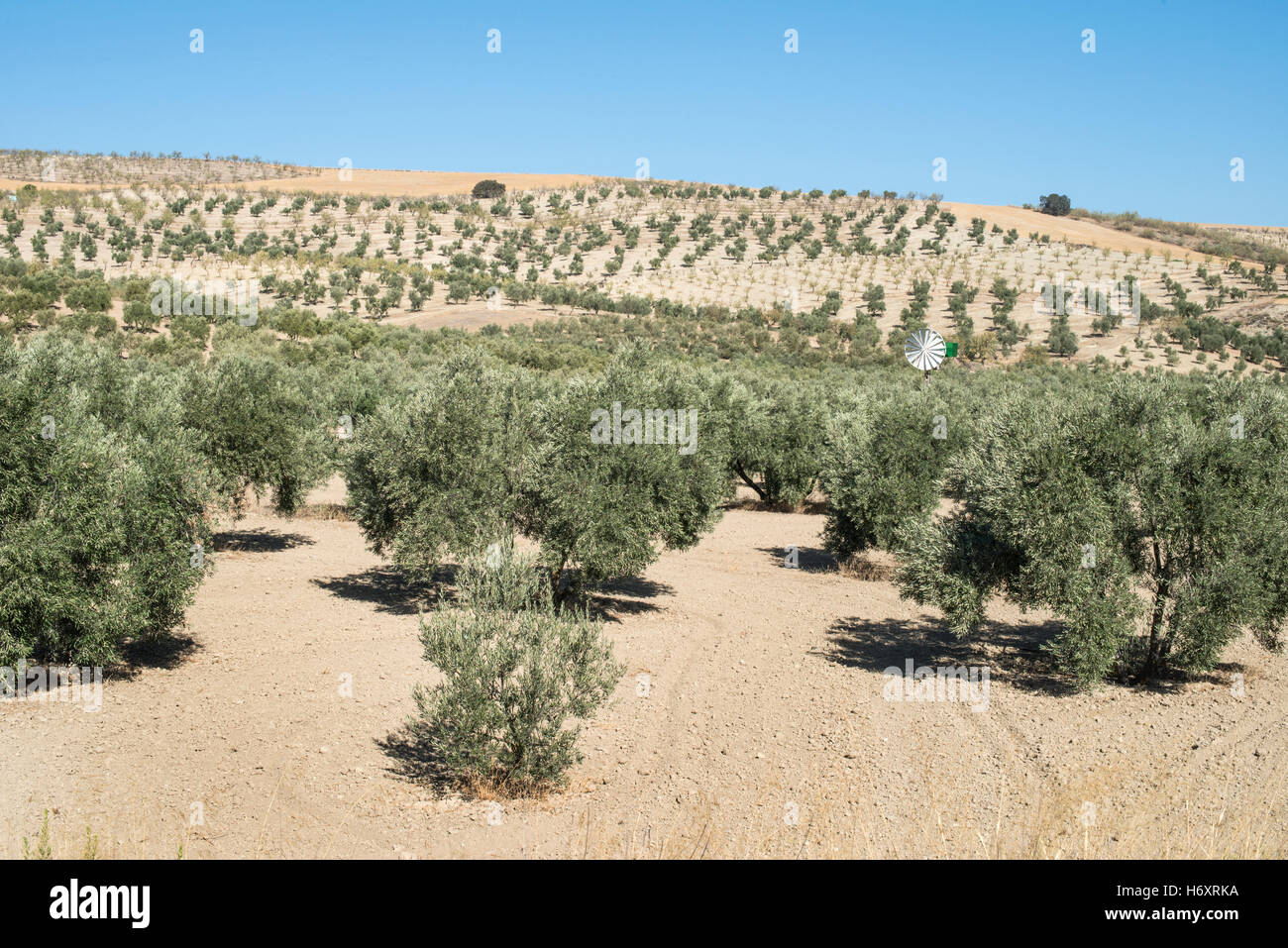 Olive trees in a row. Olive plantation Stock Photo - Alamy