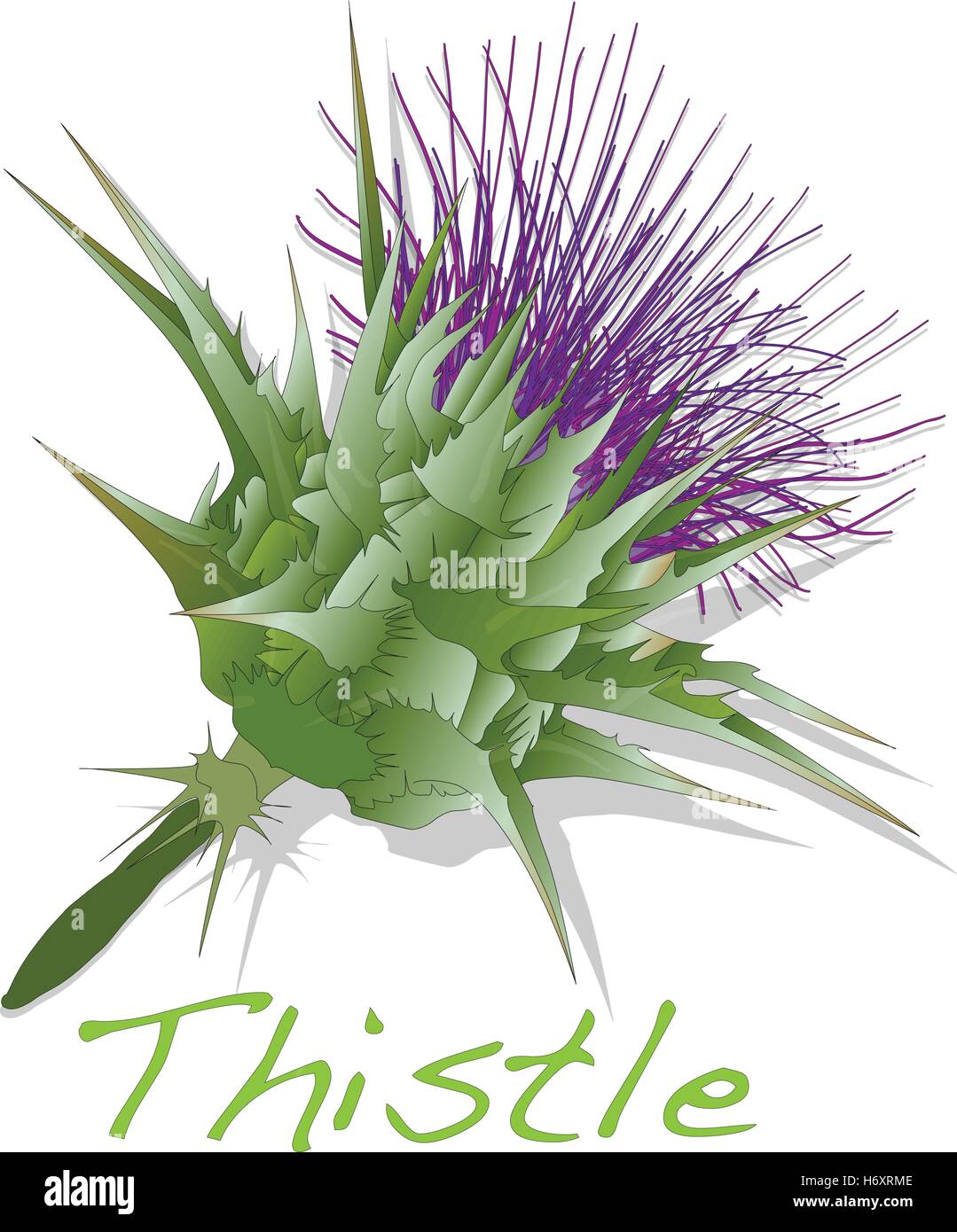 Milk Thistle plant. Scotch thistle. Vector isolated Stock Vector Image ...