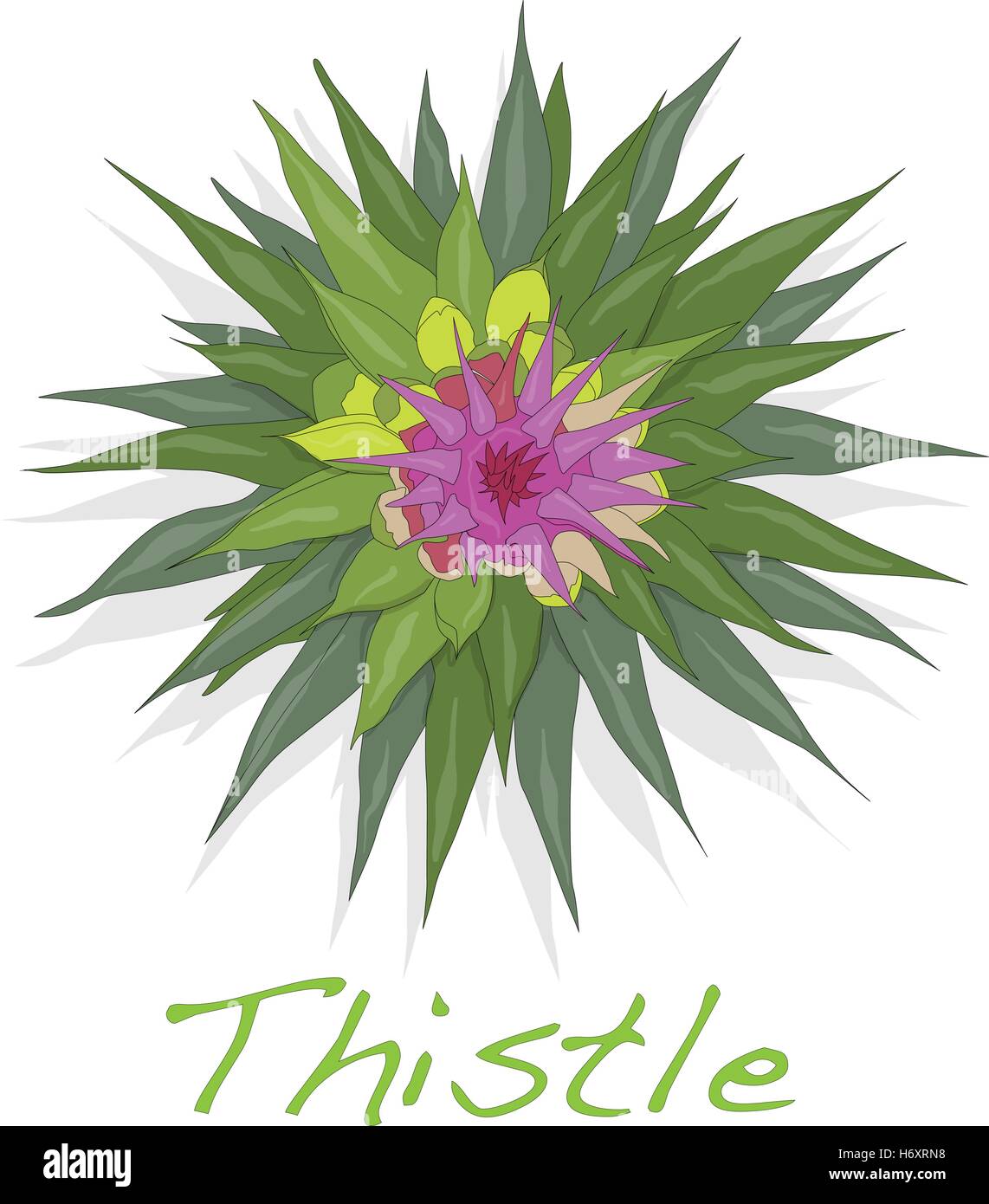 Milk Thistle plant. Scotch thistle. Vector isolated Stock Vector Image ...