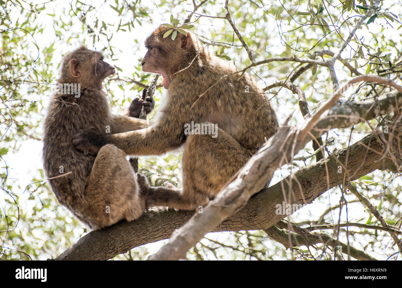 Barbary macaques who fight. Gibraltar Stock Photo - Alamy