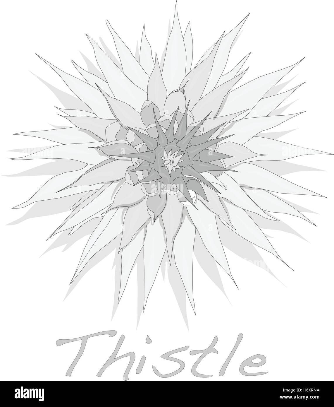 Milk Thistle plant. Scotch thistle. Vector isolated Stock Vector Image ...