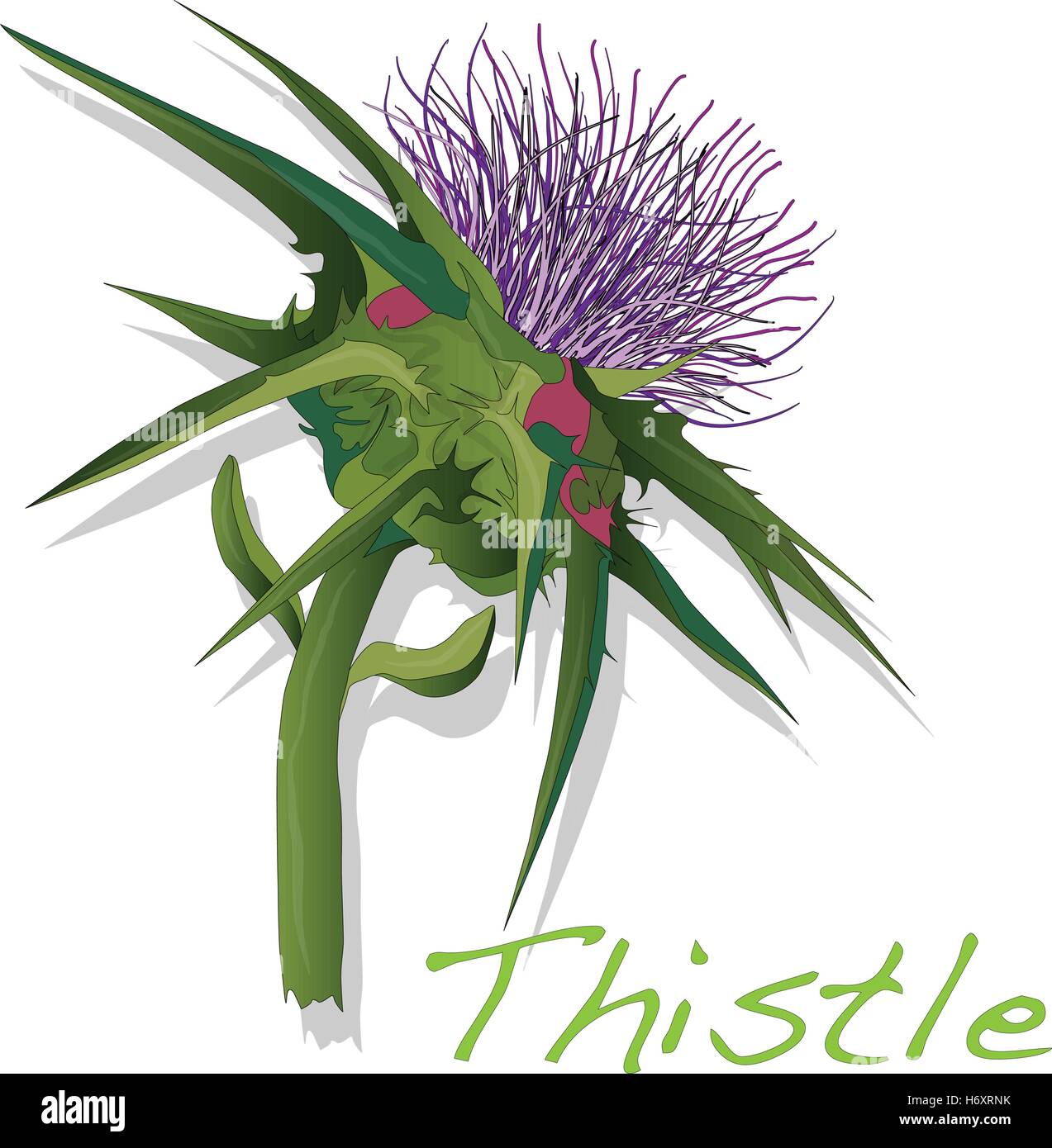 Scottish Thistle Vector