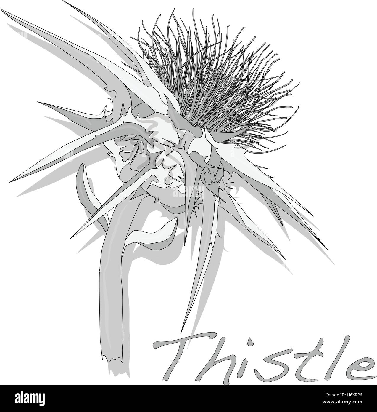 Milk Thistle plant. Scotch thistle. Vector isolated Stock Vector Image ...