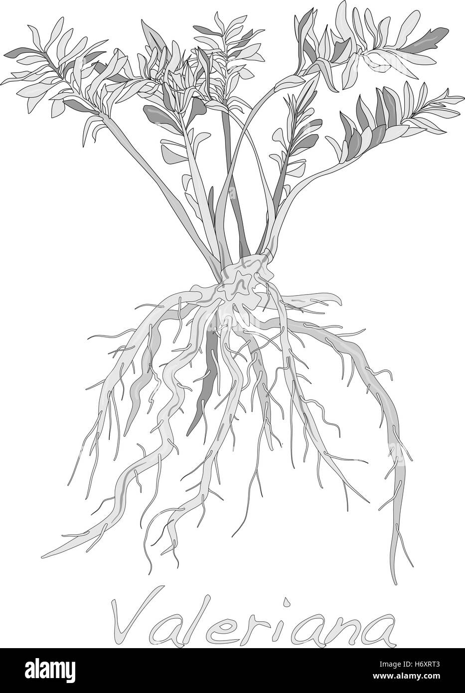 Illustration plant valerian valeriana officinalis hi-res stock ...