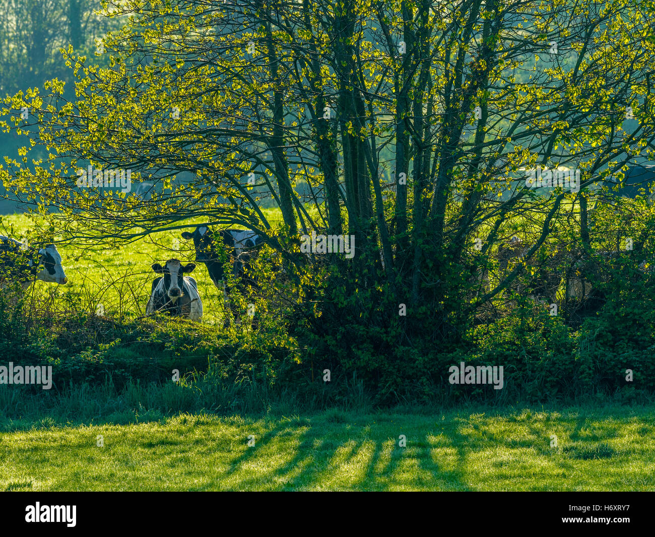 Brittany countryside, France Stock Photo - Alamy