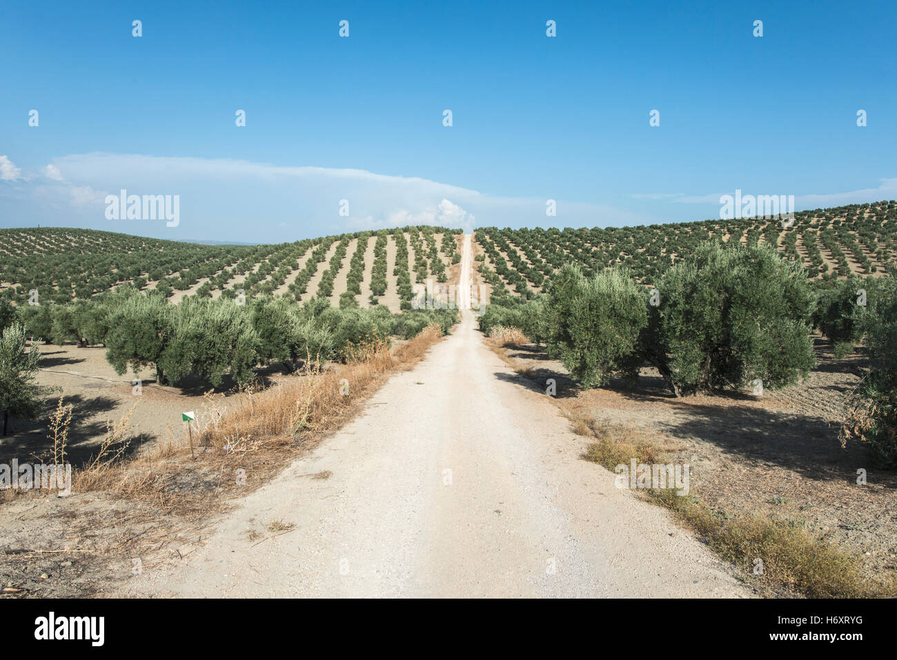 Olive trees and dirt road in olive plantation Stock Photo - Alamy