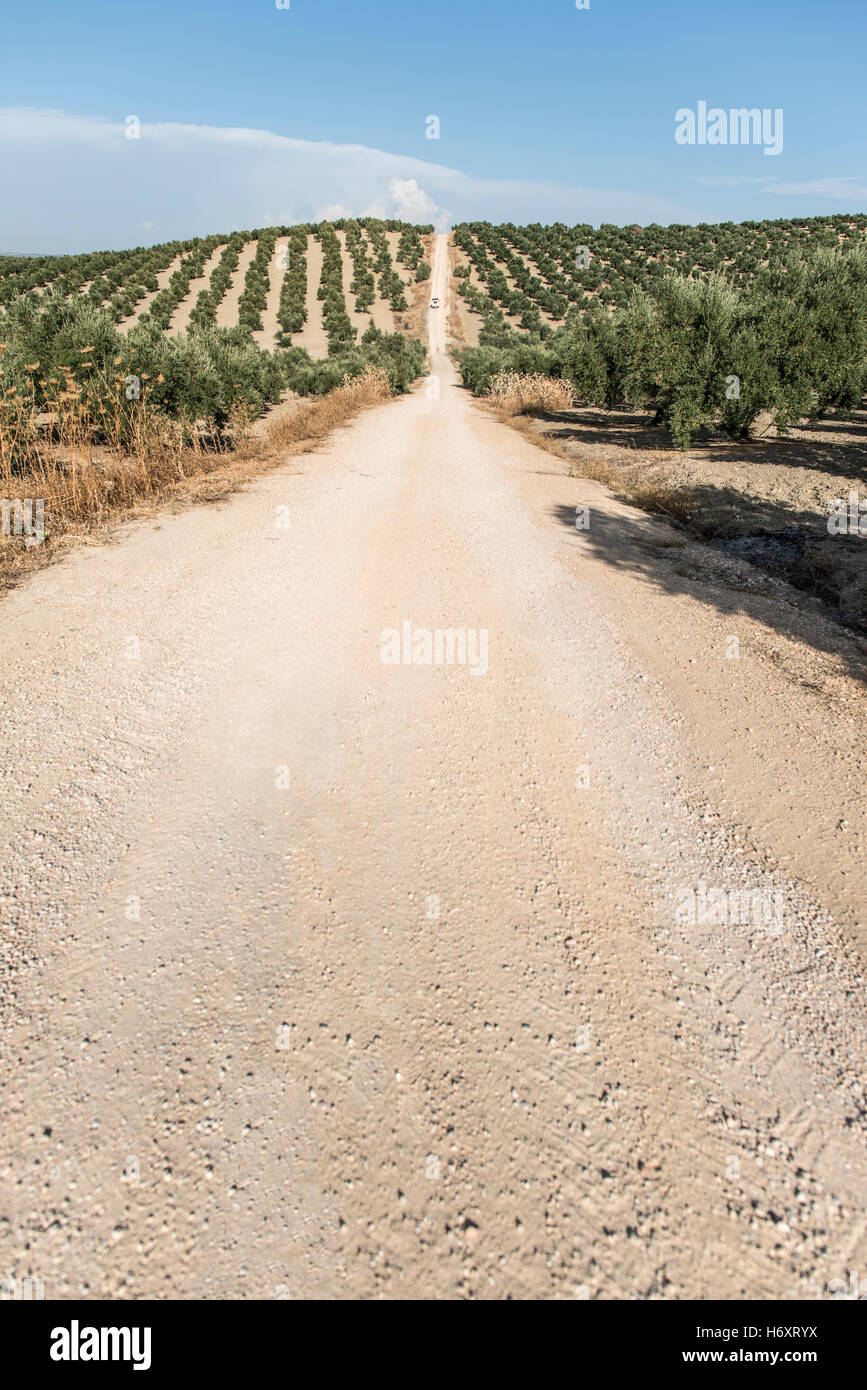 Olive trees and dirt road in olive plantation Stock Photo - Alamy
