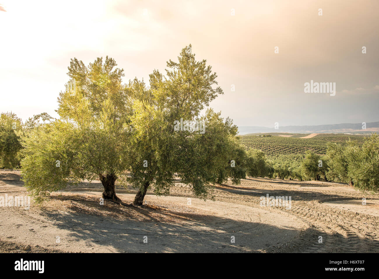 Olive trees at sunset. Sun rays Stock Photo - Alamy