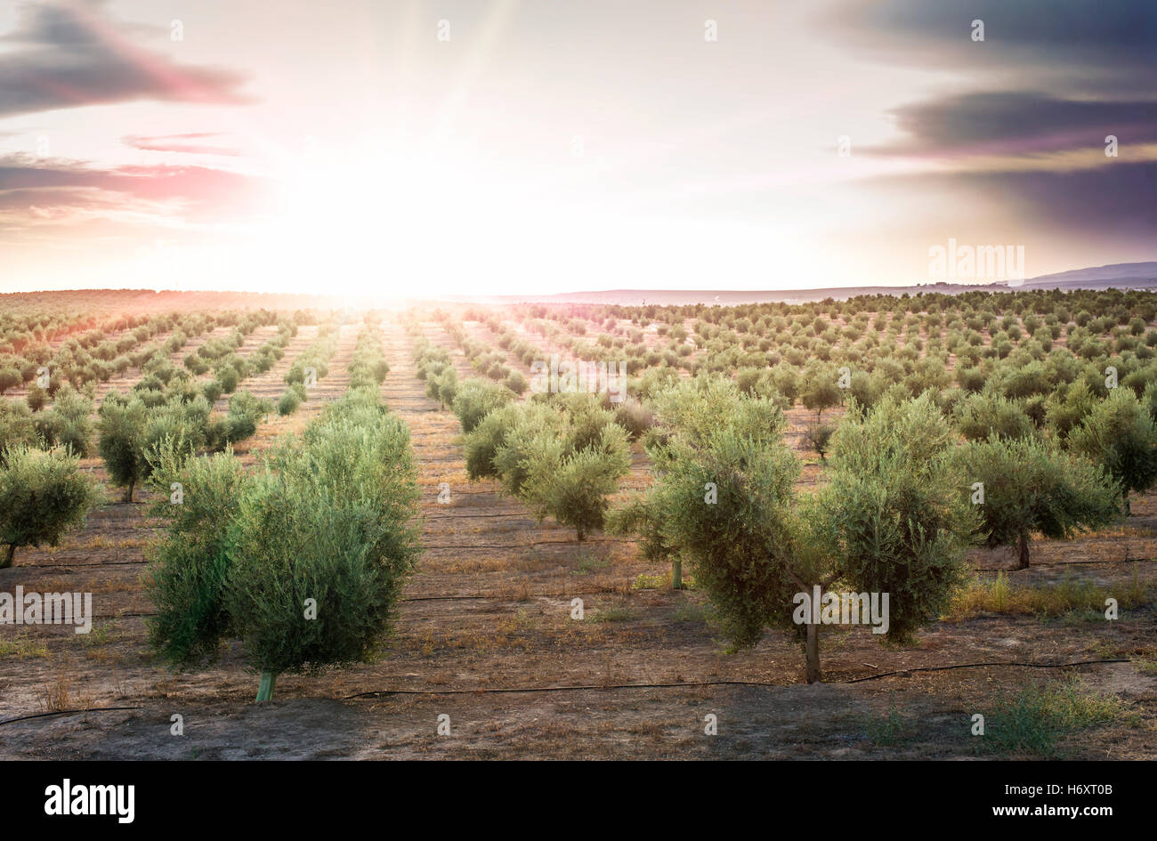 Olive trees at sunset. Sun rays Stock Photo - Alamy