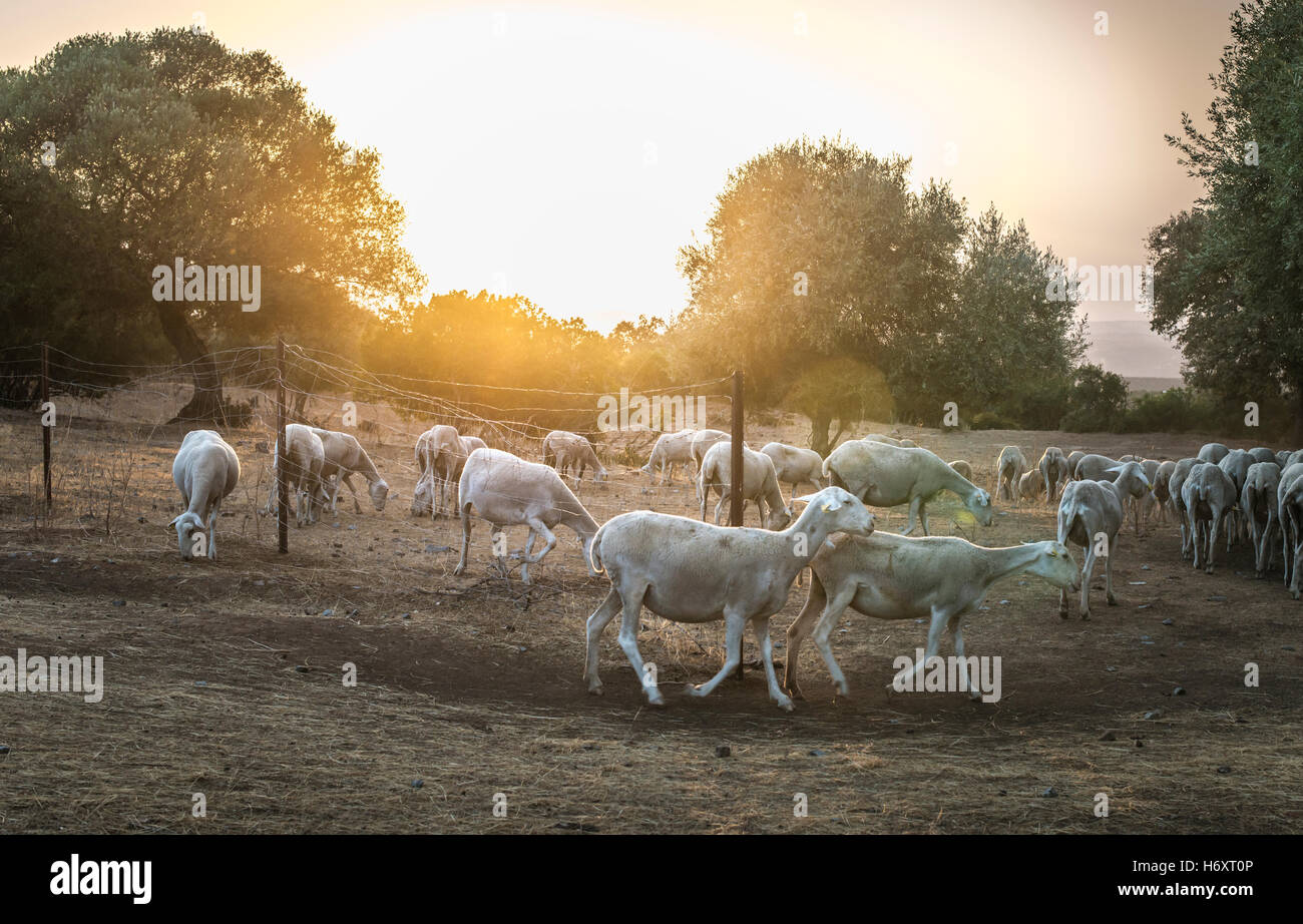 Sheep at sunset hi-res stock photography and images - Alamy
