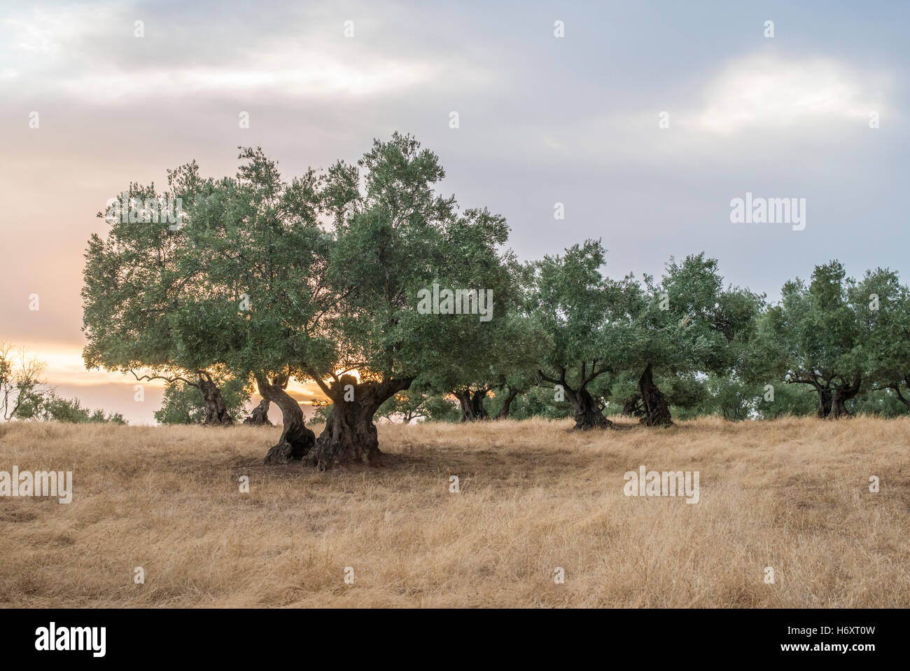 Olive trees at sunset. Sun rays Stock Photo - Alamy