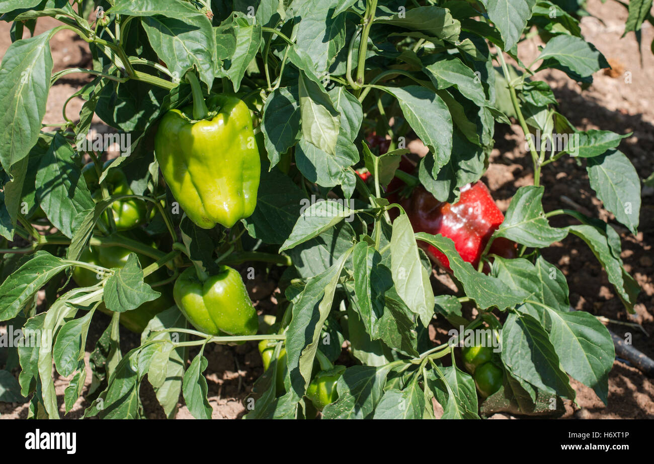 Vegetable cultivation field red hi-res stock photography and images - Alamy