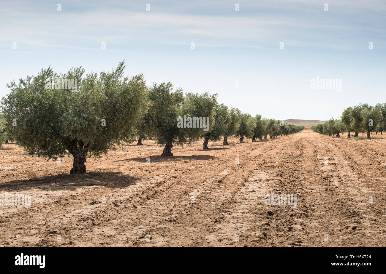 Olive farm. Olive trees in row and blue sky Stock Photo - Alamy