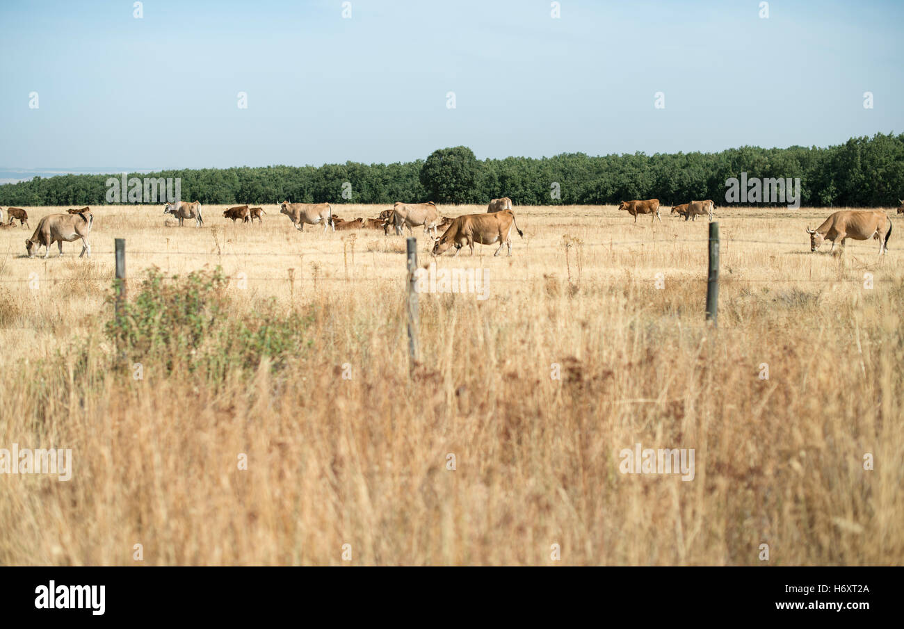 Cows graze yellowed grass in farm Stock Photo - Alamy