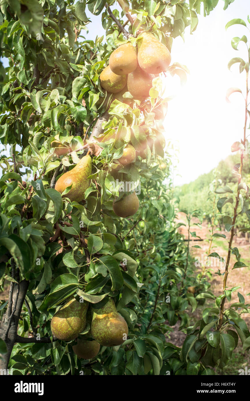 Pear orchard hi-res stock photography and images - Alamy