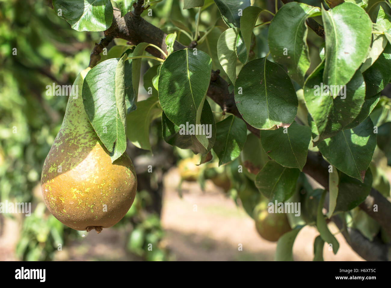 Pears in orchard. Pears on branch closeup Stock Photo - Alamy