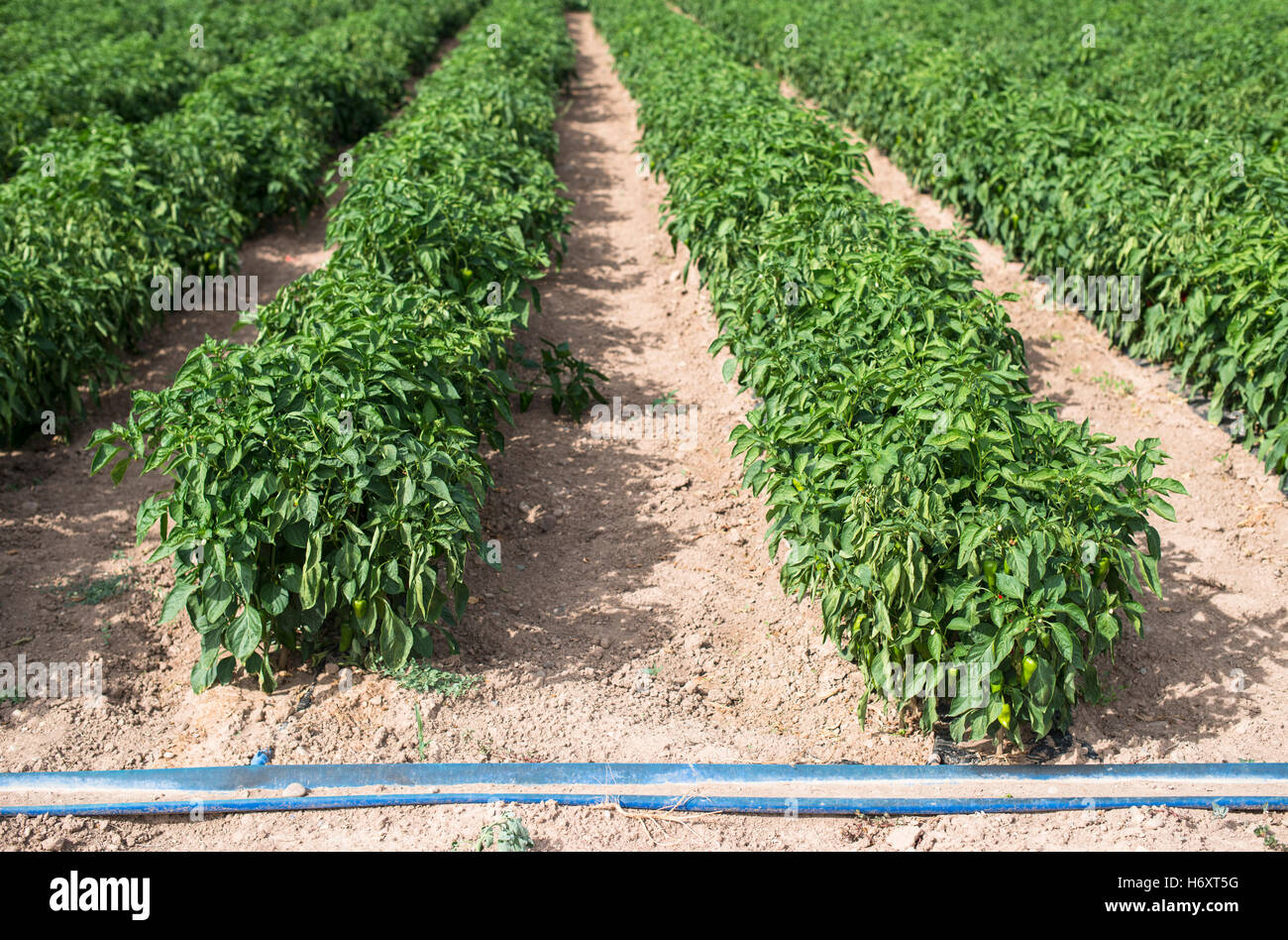 Growing green bell peppers hi-res stock photography and images - Alamy