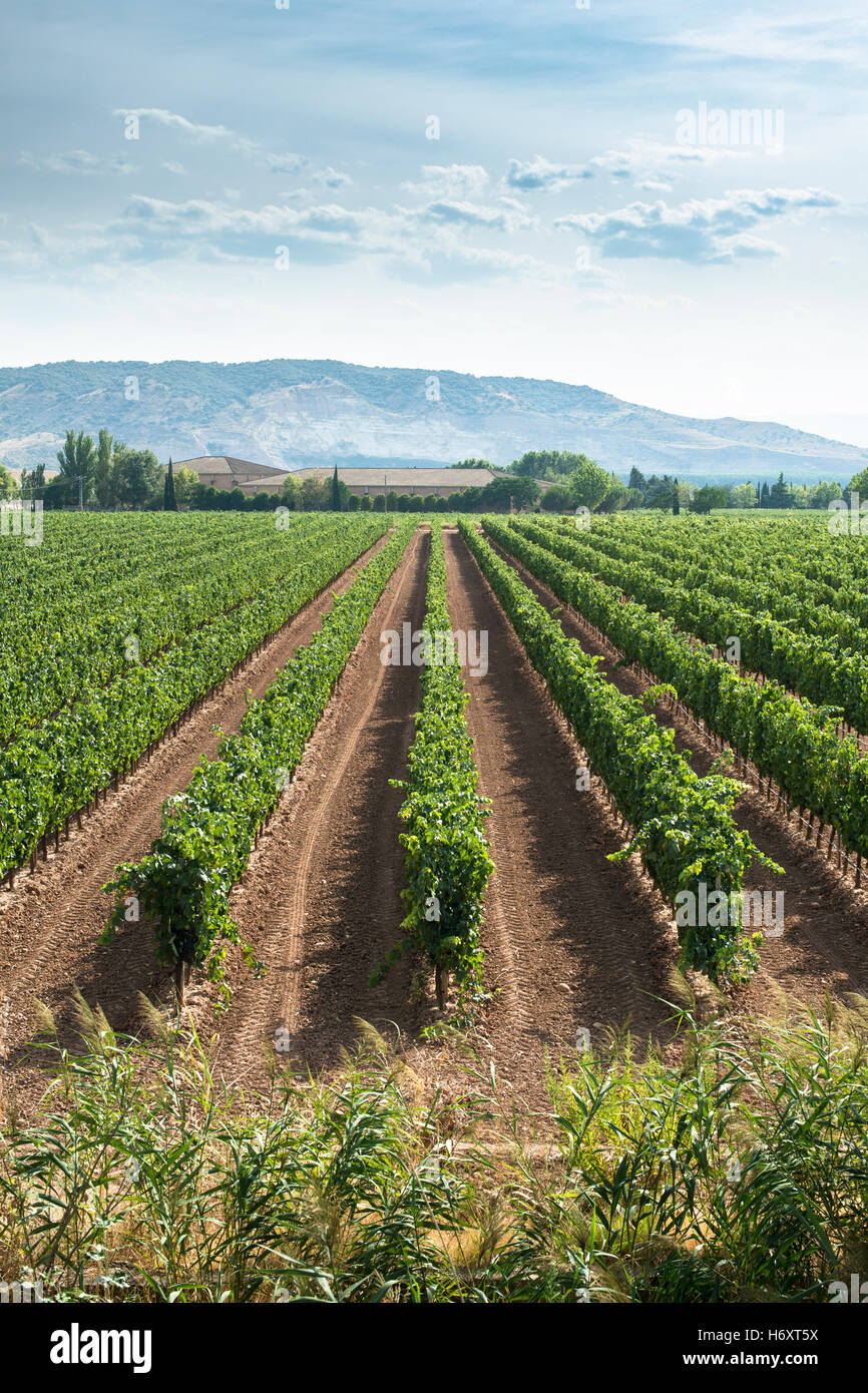 Vineyards in a rows and winery Stock Photo - Alamy